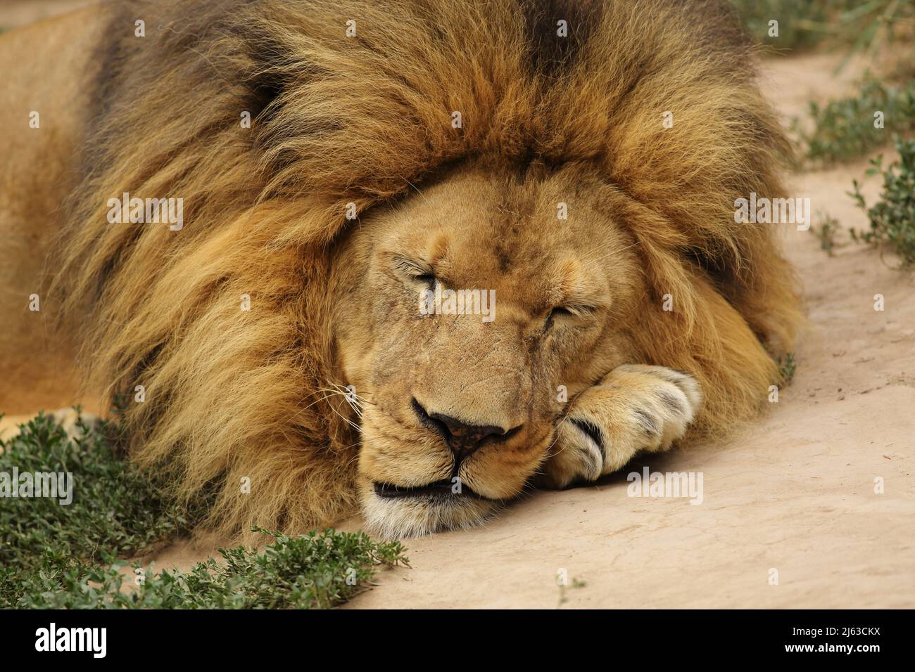 A closeup of a male lion sleeping. This lion has scars and marks from ...