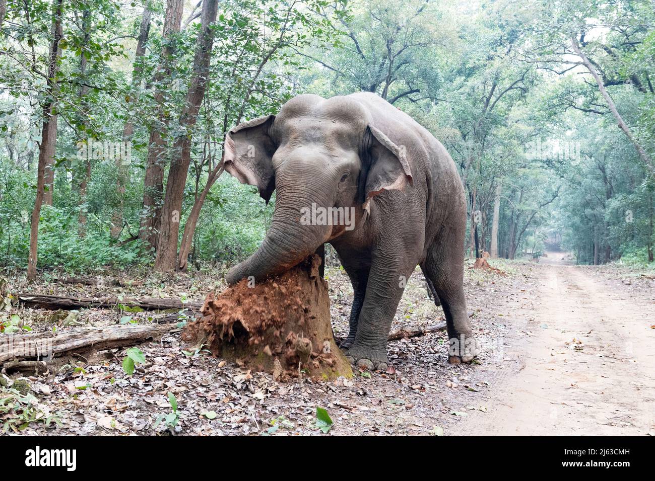 Makhna elephant hi-res stock photography and images - Alamy