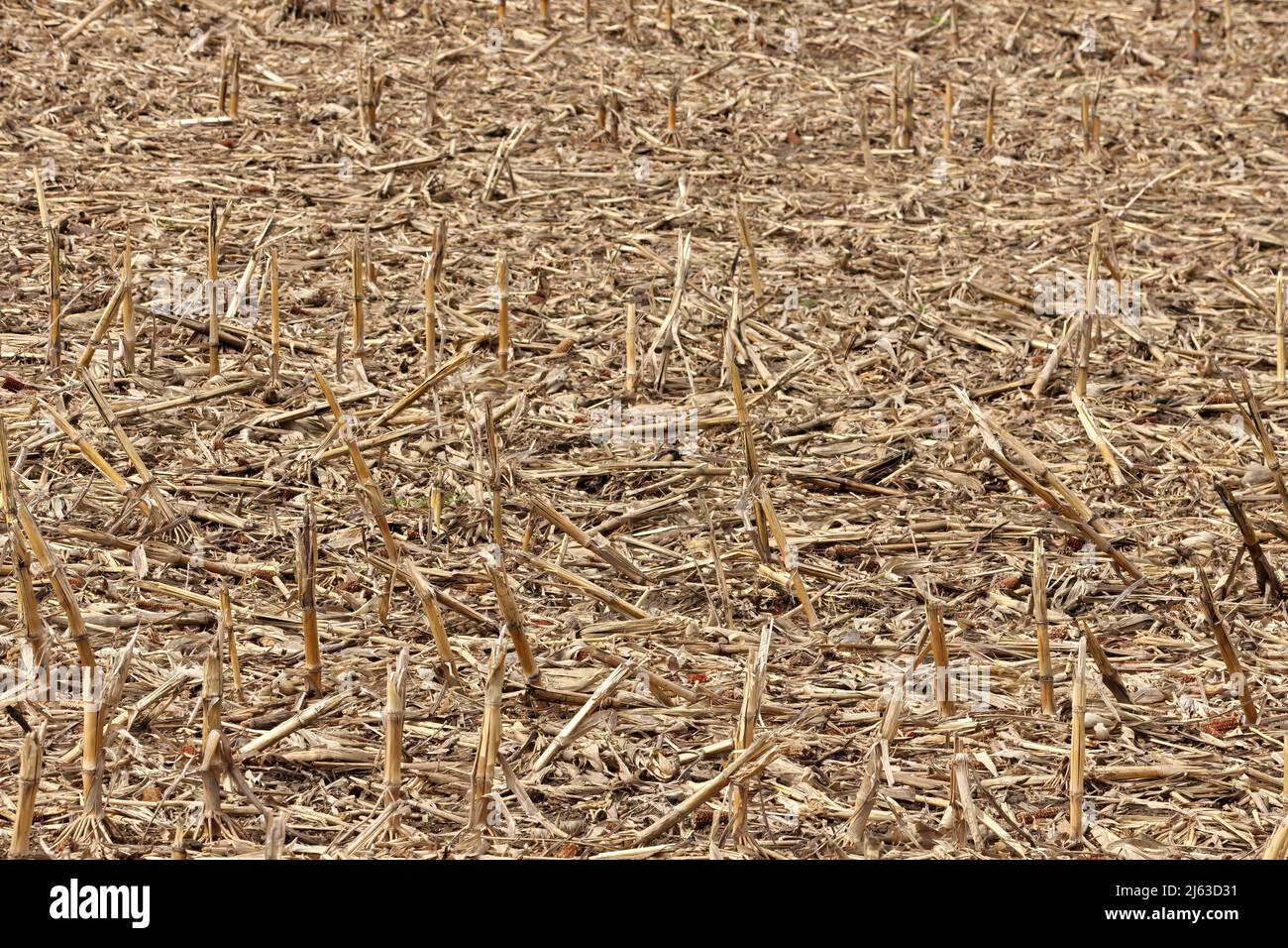 Field of Dead Cornstalks and Corn Stubble in Spring Stock Photo - Alamy