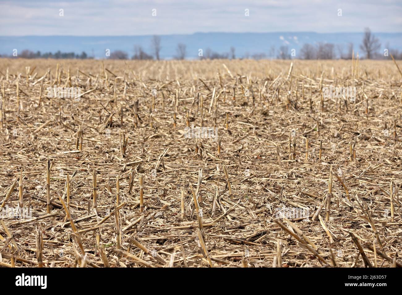 Field of Dead Cornstalks and Corn Stubble in Spring Stock Photo - Alamy