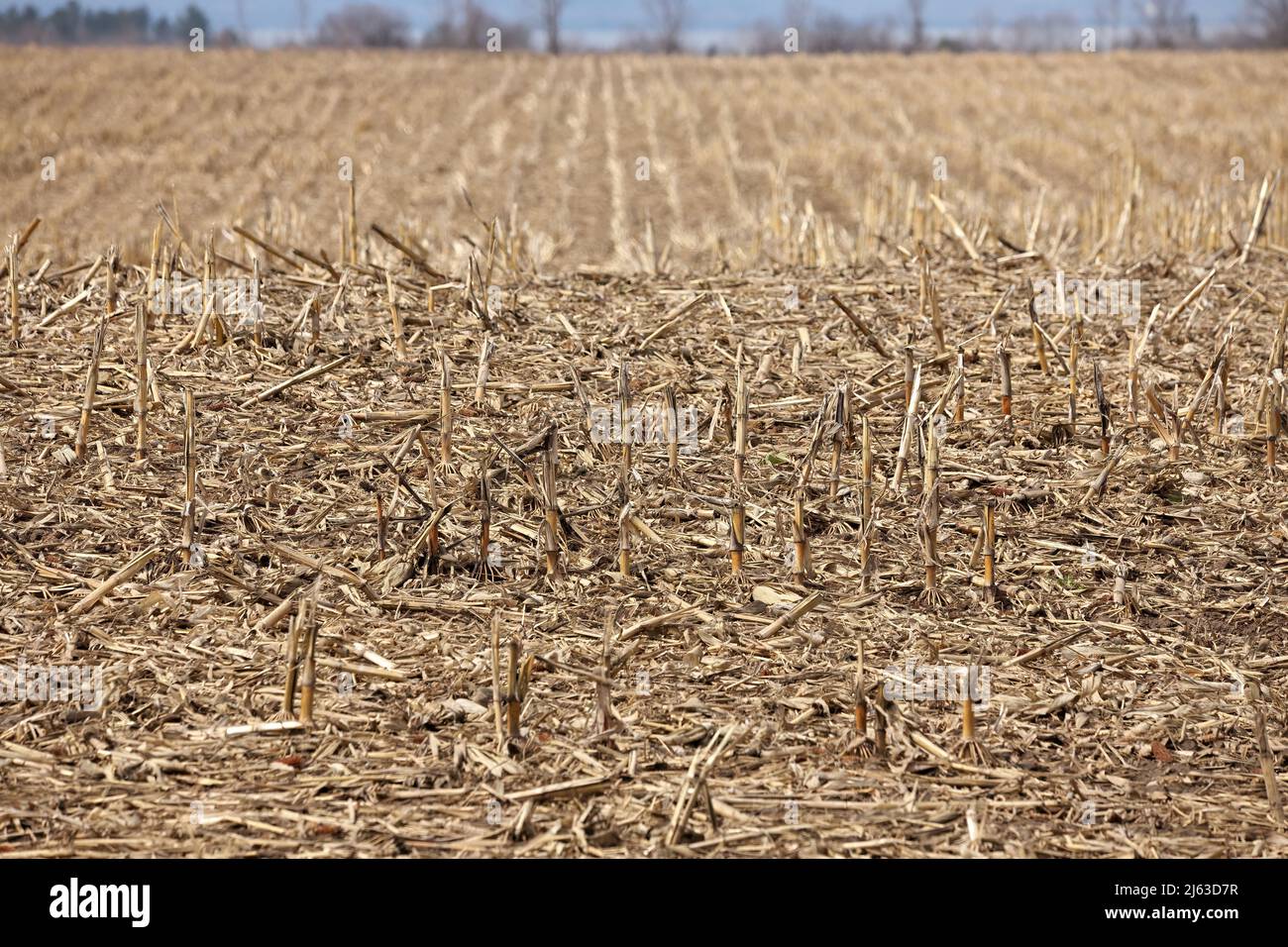 Field of Dead Cornstalks and Corn Stubble in Spring Stock Photo - Alamy