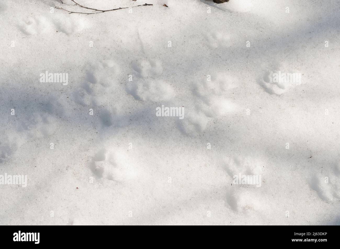 Dog trace hi-res stock photography and images - Alamy