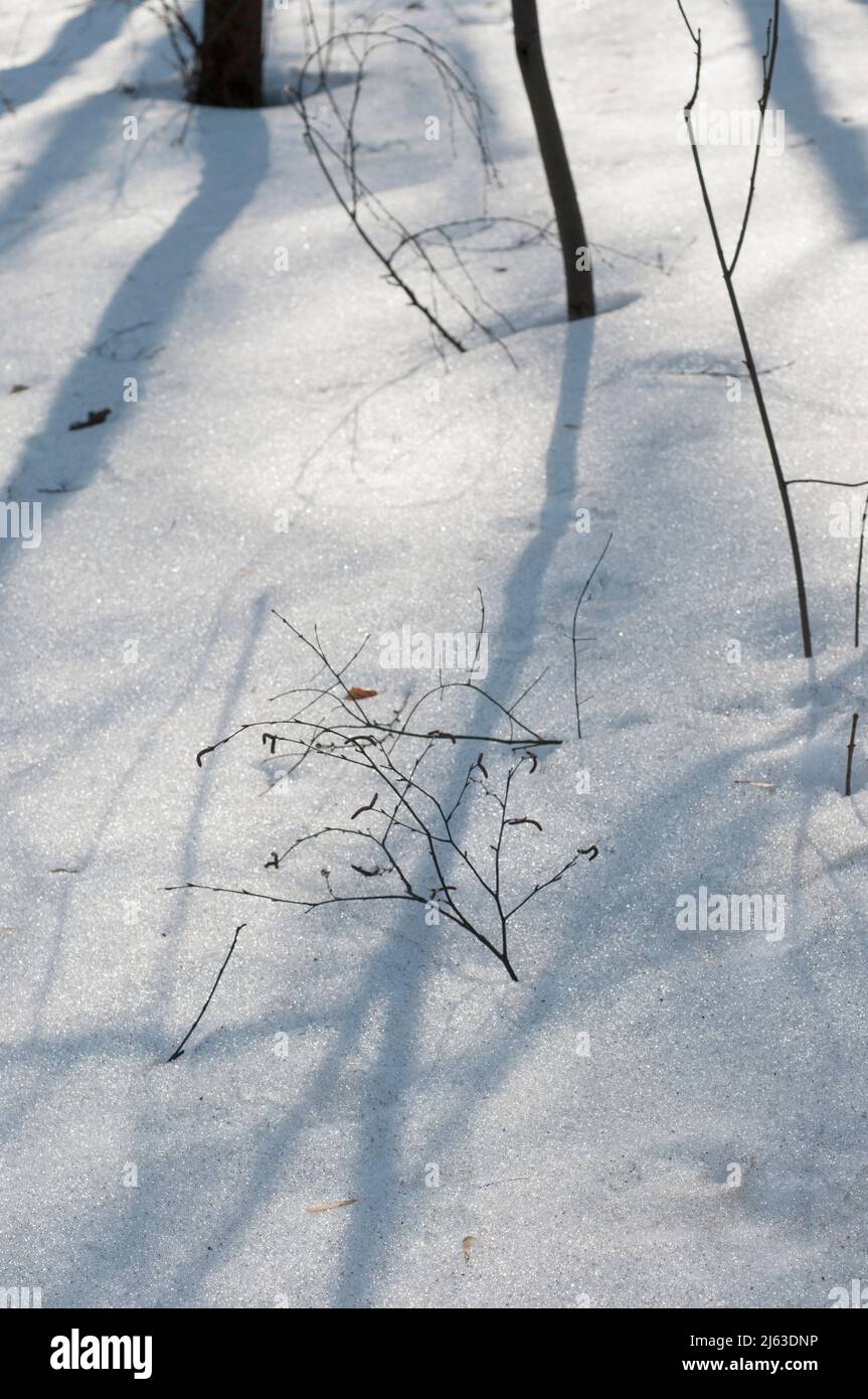 Twig in melting snow, early spring, close up shot Stock Photo - Alamy