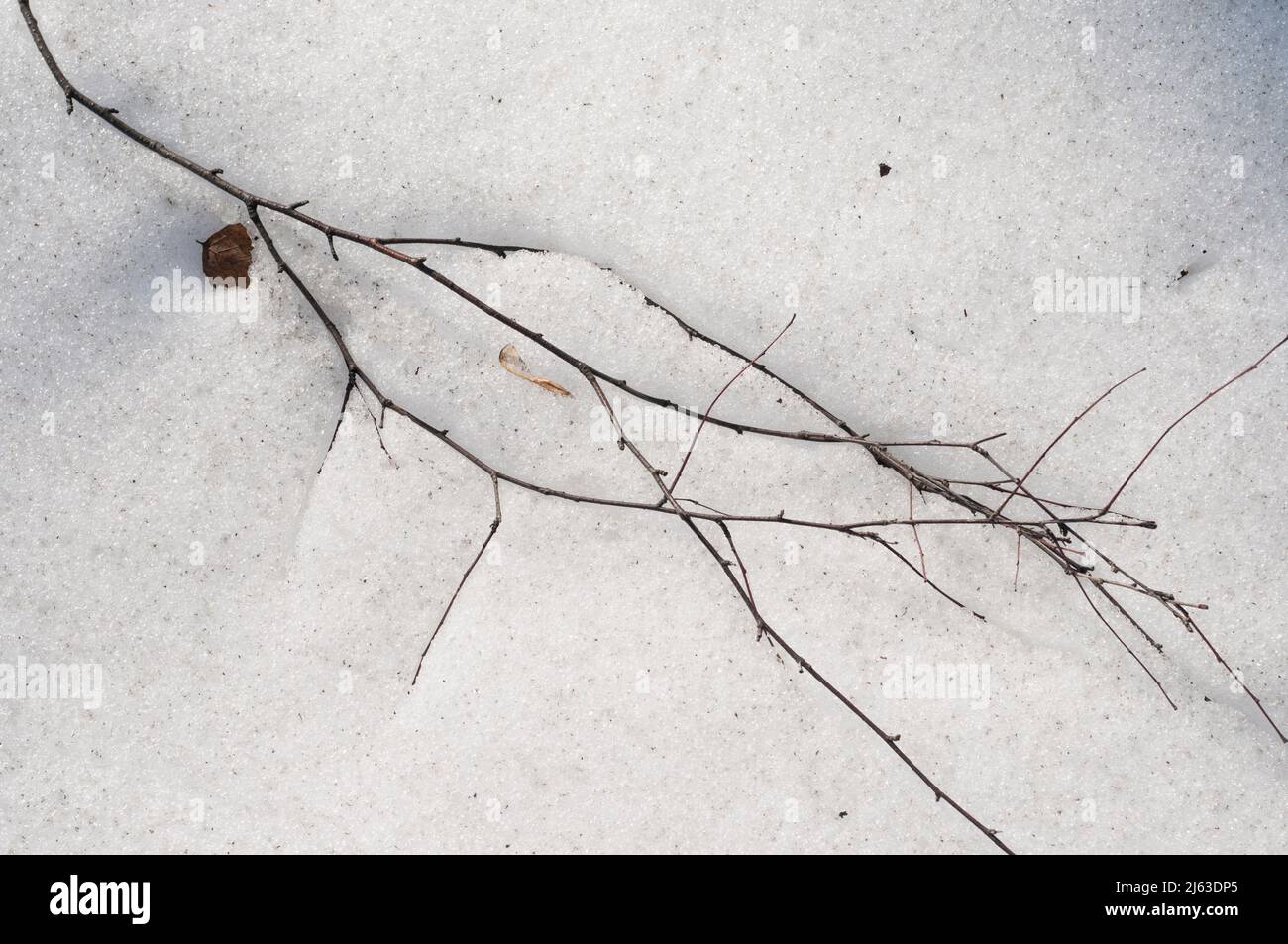 Twig in melting snow, early spring, close up shot Stock Photo - Alamy