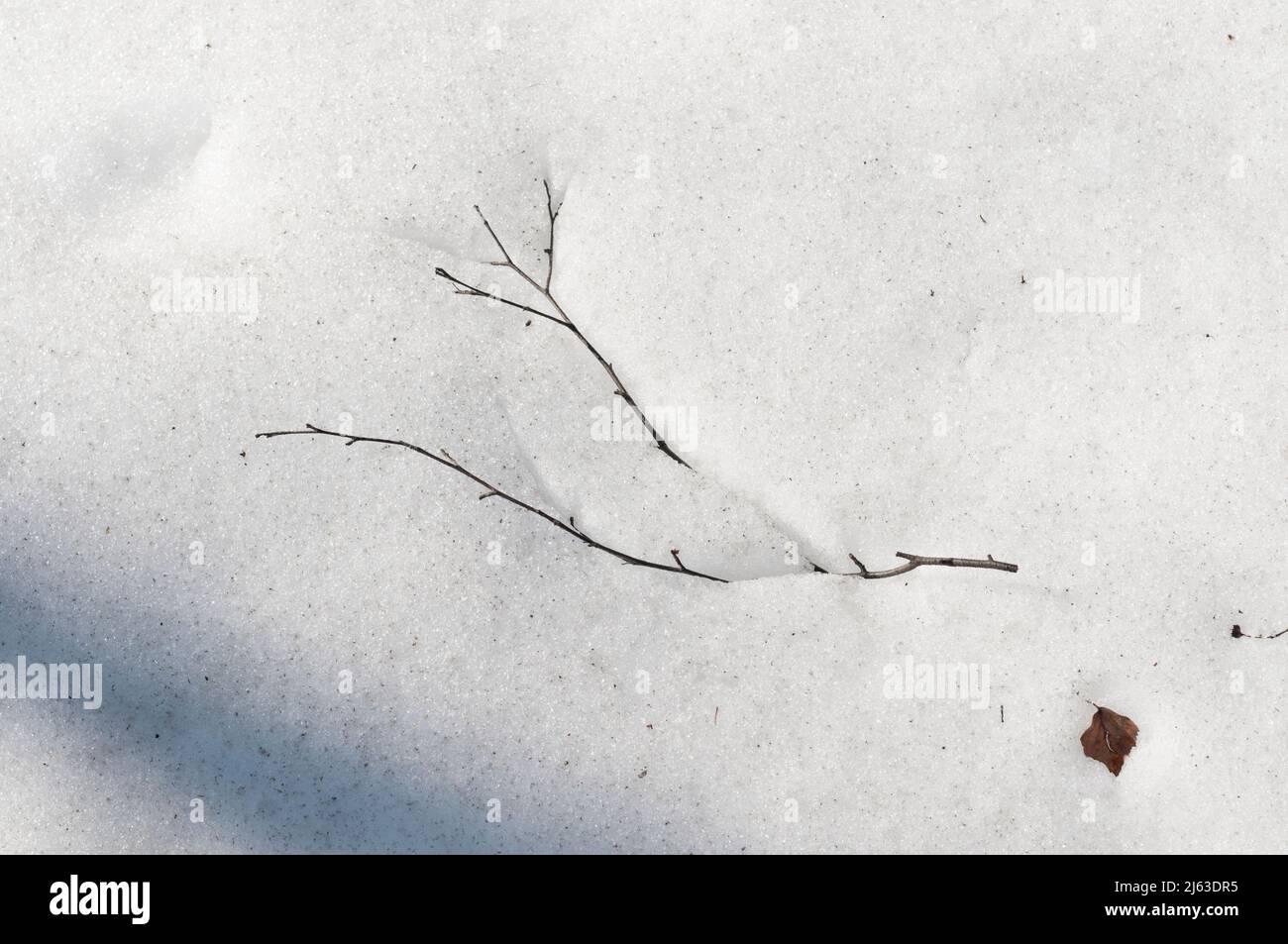 Twig in melting snow, early spring, close up shot Stock Photo - Alamy