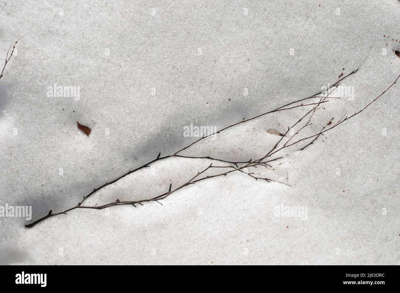 Twig in melting snow, early spring, close up shot Stock Photo - Alamy