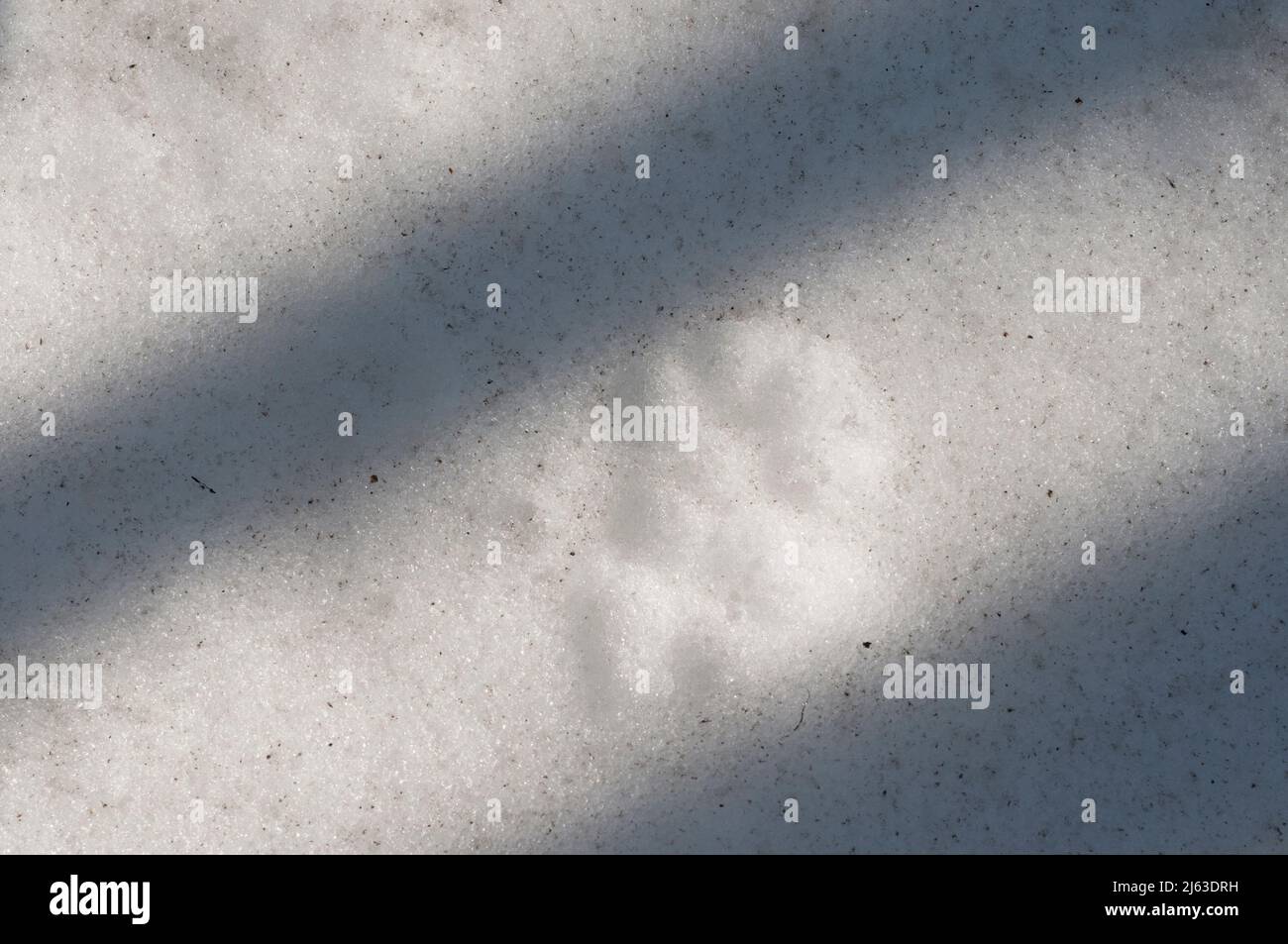 Dog trace hi-res stock photography and images - Alamy