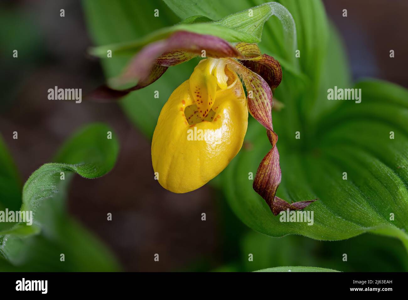 Yellow lady's slipper or moccasin flower blooming in springtime. It is ...