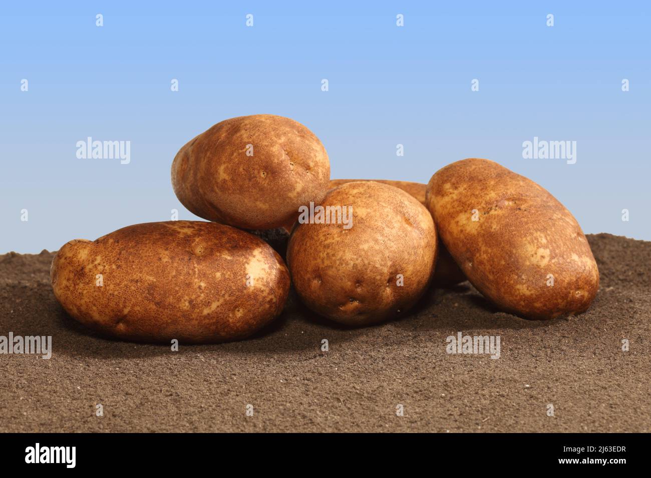 Russet burbank hi-res stock photography and images - Alamy