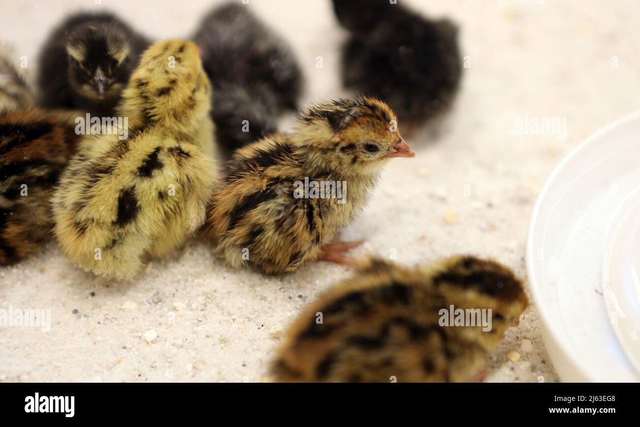 Halberstadt, Germany. 11th Apr, 2022. Quail chicks sit in a warming box ...