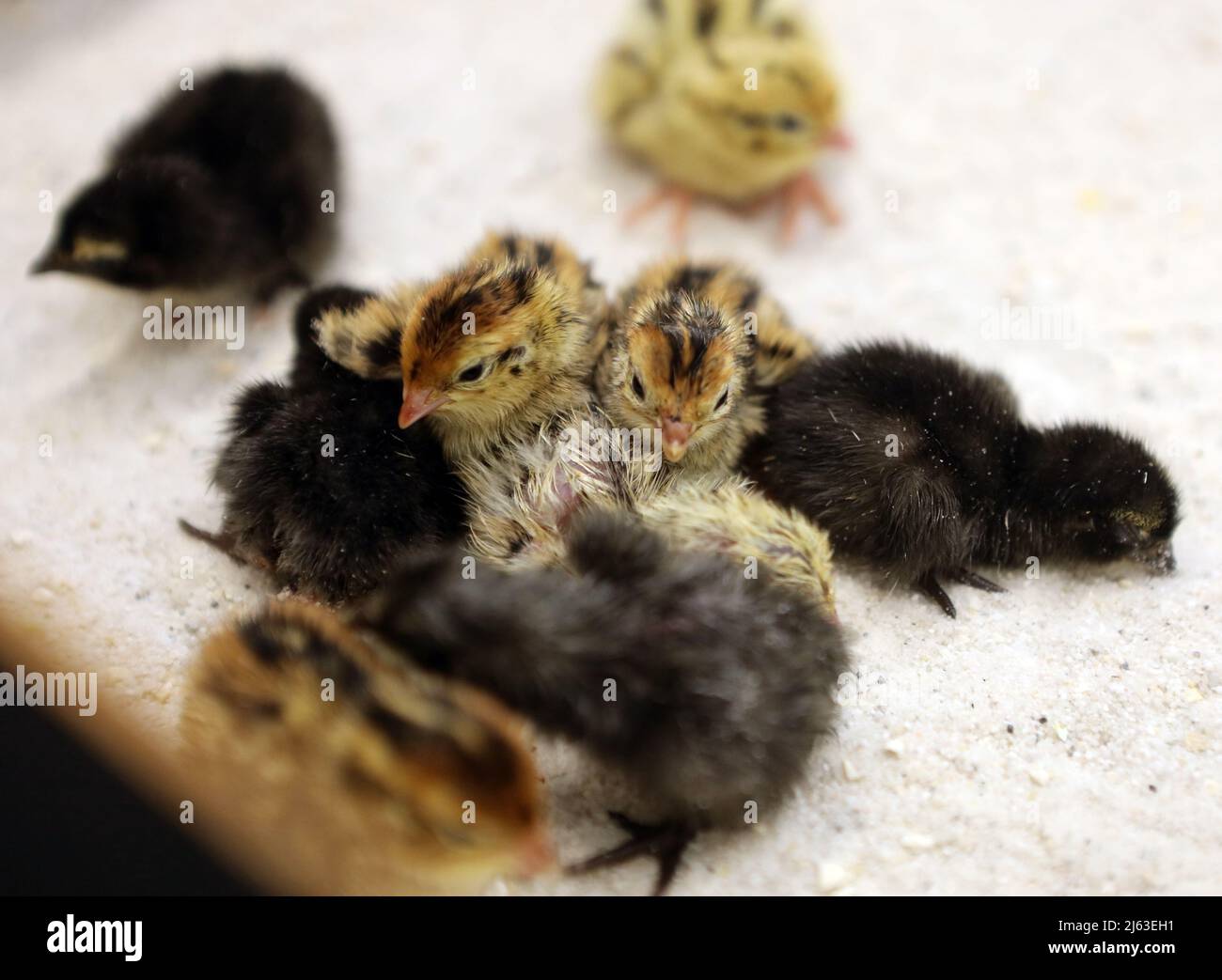 Halberstadt, Germany. 11th Apr, 2022. Quail chicks sit in a warming box ...