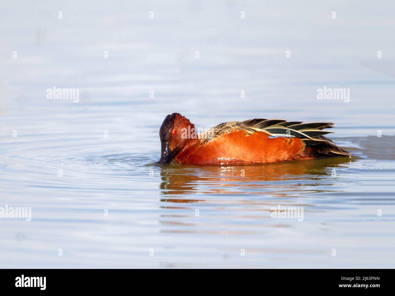 Cinnamon Teal Male Drake Stock Photo - Alamy