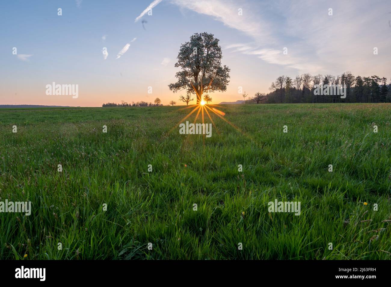 spring sunrise with a giant pear tree in bloom Stock Photo - Alamy