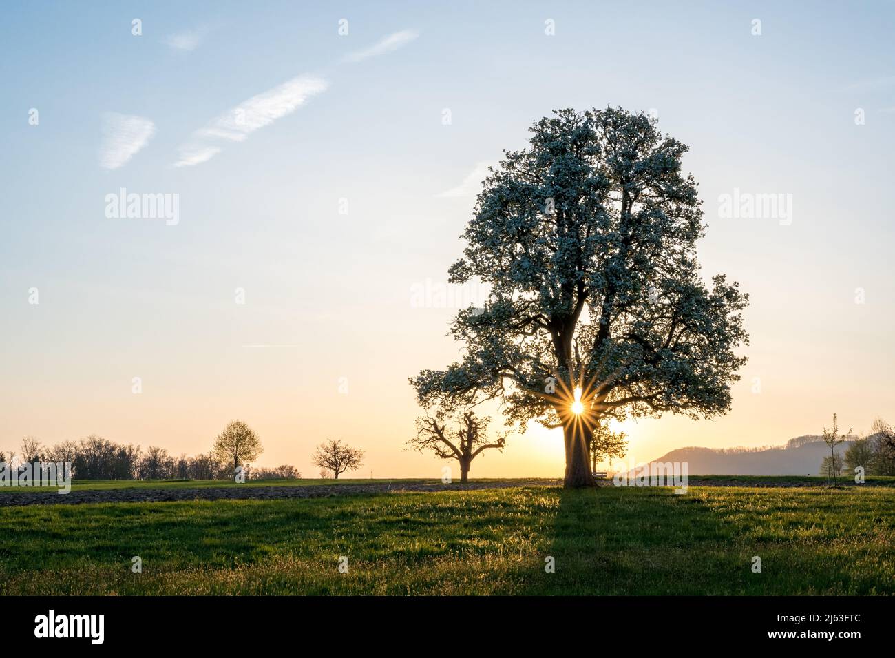 wonderful spring sunrise with a giant pear tree in Baselland Stock ...