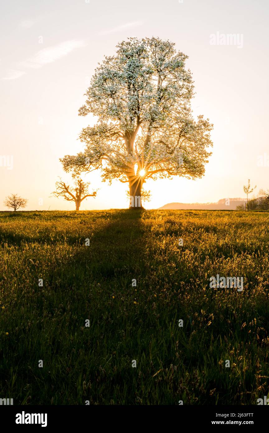 sunrise behind a giant pear tree in Baselland in spring Stock Photo - Alamy
