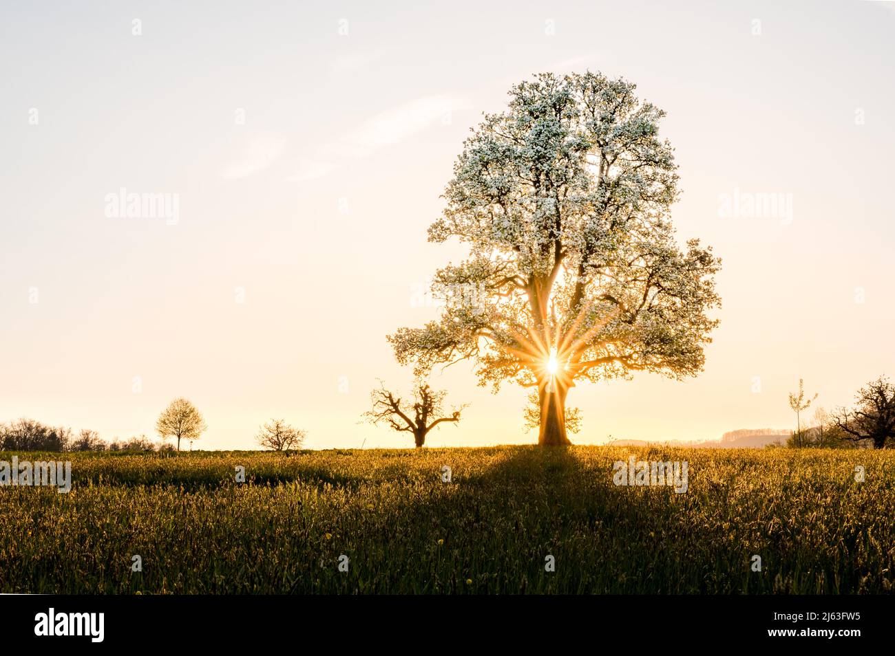 giant pear tree during spring at sunset Stock Photo - Alamy