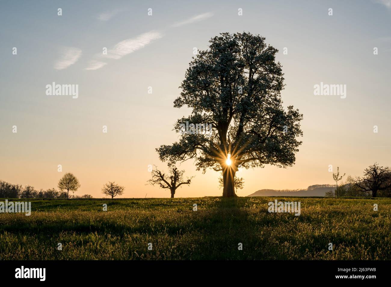 wonderful spring sunrise with a giant pear tree in Baselland Stock ...