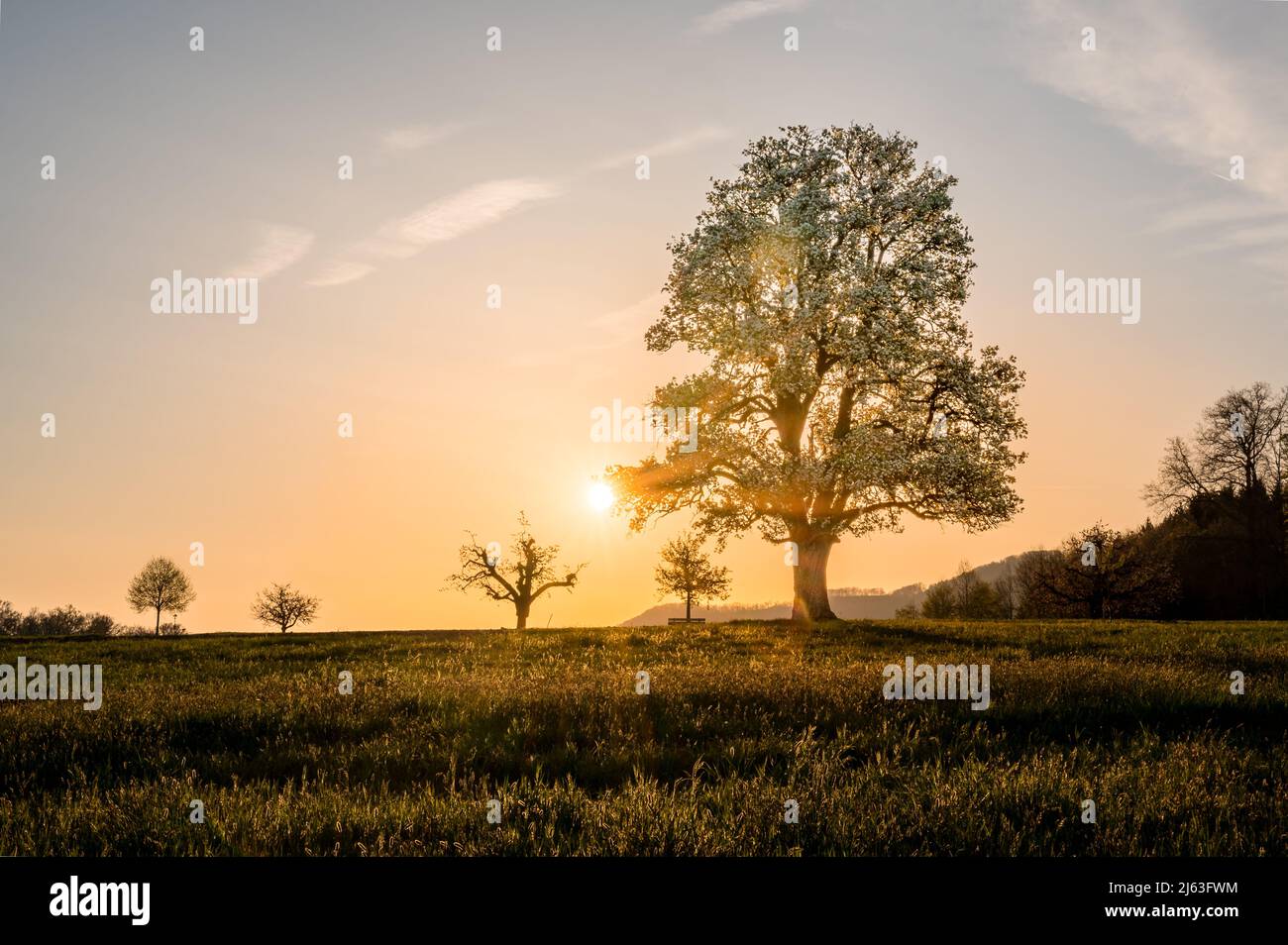 Giant pear hi-res stock photography and images - Alamy