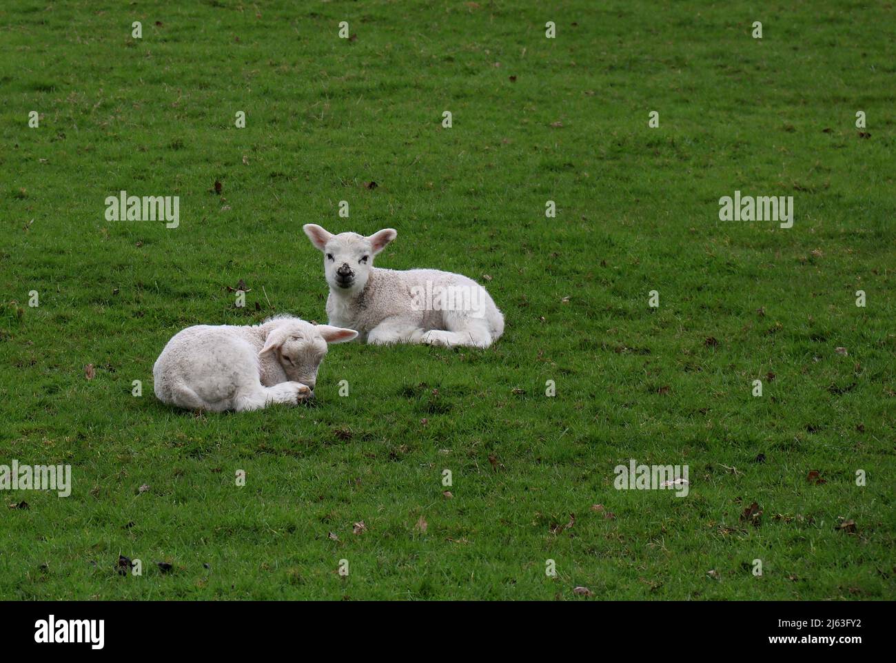 Two spring lambs hi-res stock photography and images - Alamy