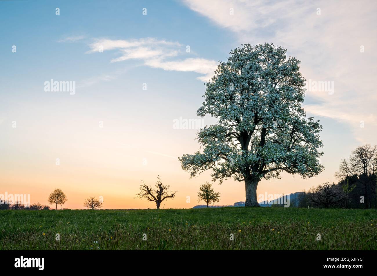 spring sunrise with a giant pear tree in bloom Stock Photo - Alamy