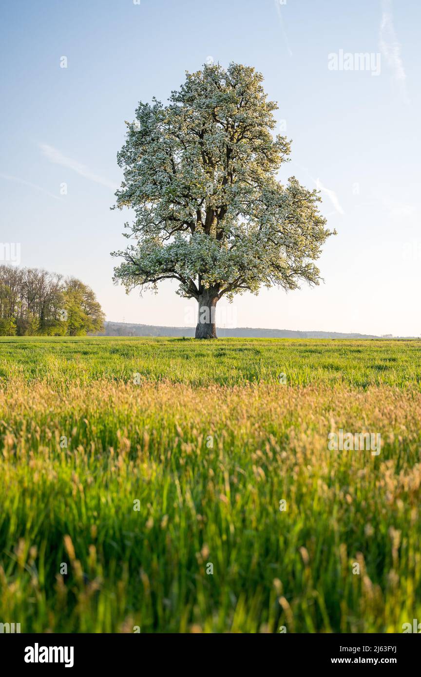 giant oldgrown pear tree in Baselland Stock Photo - Alamy