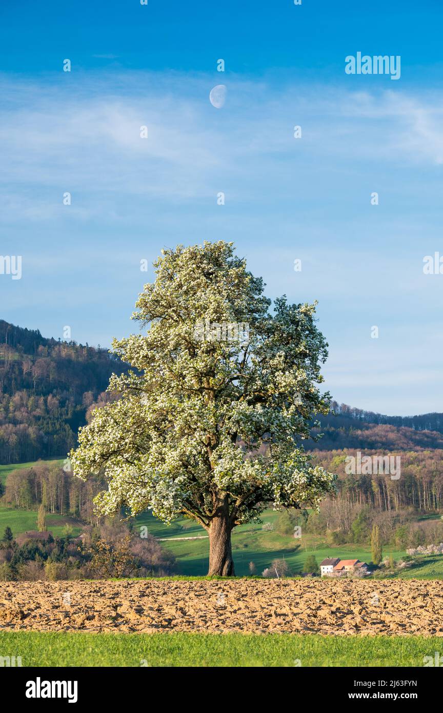 moon over giant pear tree in baselland Stock Photo - Alamy