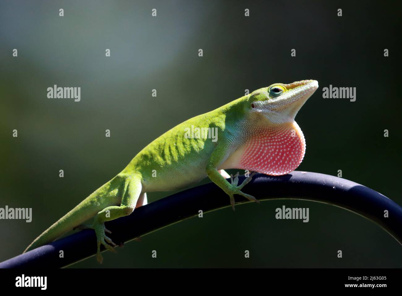 Cary, North Carolina, USA. 27th Apr, 2022. A male green anole lizard ...