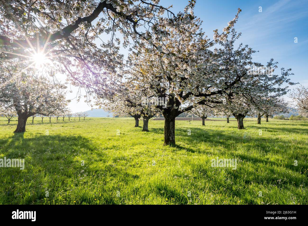 sun shining into cherry orchard in Baselland in spring Stock Photo - Alamy