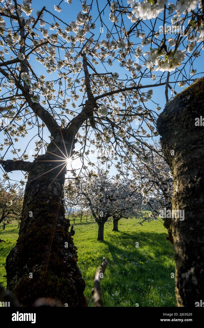 sun shining into cherry orchard in Baselland in spring Stock Photo - Alamy