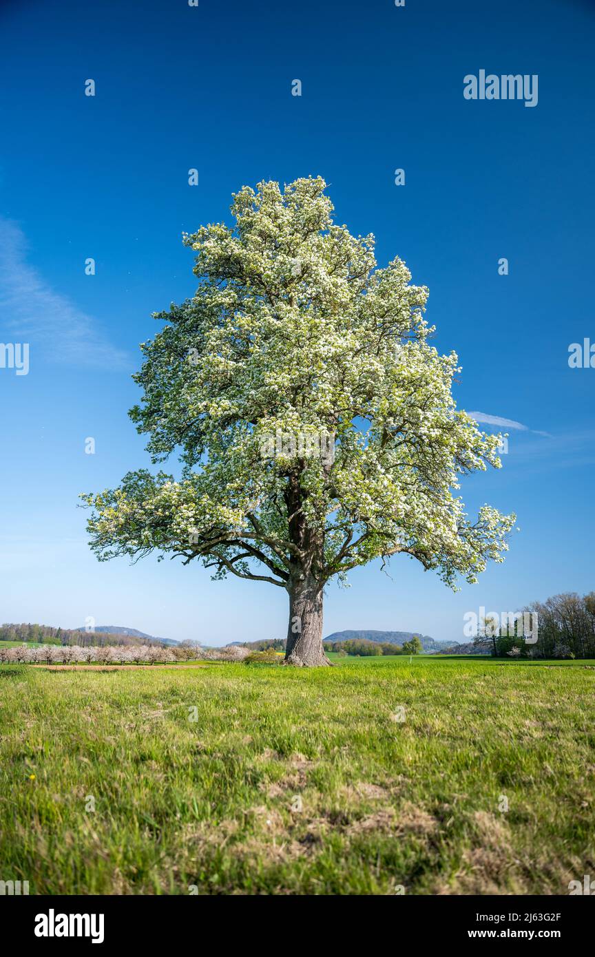 giant pear tree in bloom during spring in Baselland Stock Photo - Alamy