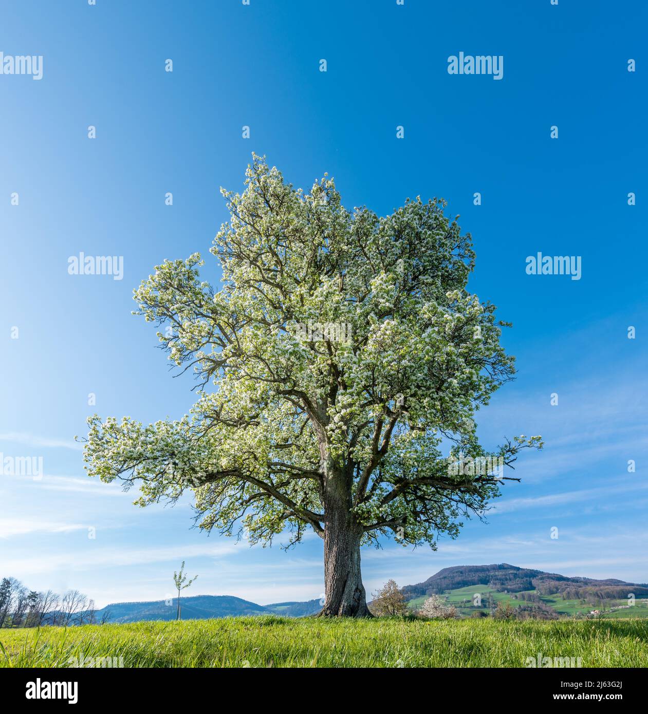giant oldgrown pear tree in Baselland Stock Photo - Alamy