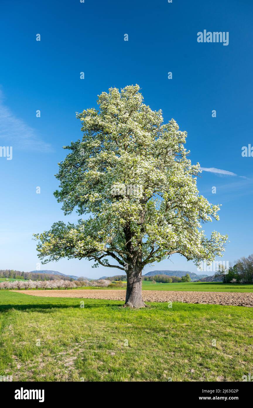 giant pear tree in bloom during spring in Baselland Stock Photo - Alamy