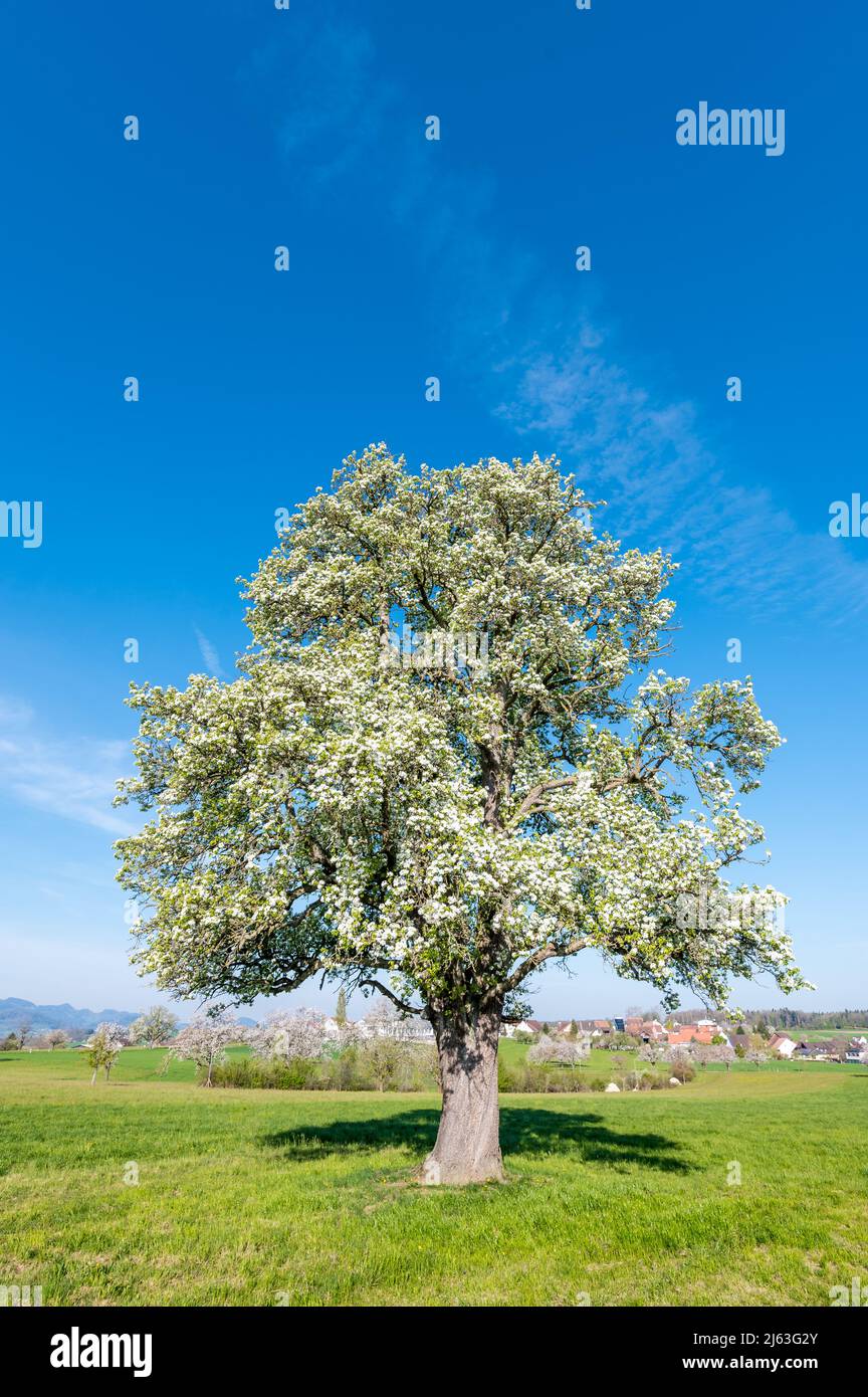 giant pear tree in bloom during spring in Baselland Stock Photo - Alamy