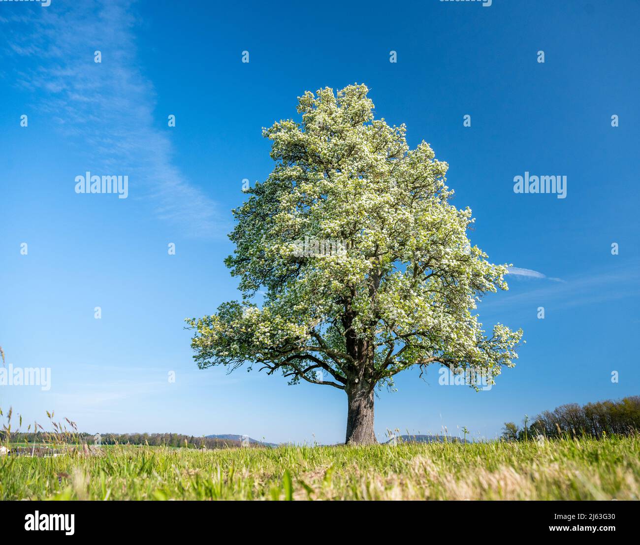 giant pear tree in bloom during spring in Baselland Stock Photo - Alamy