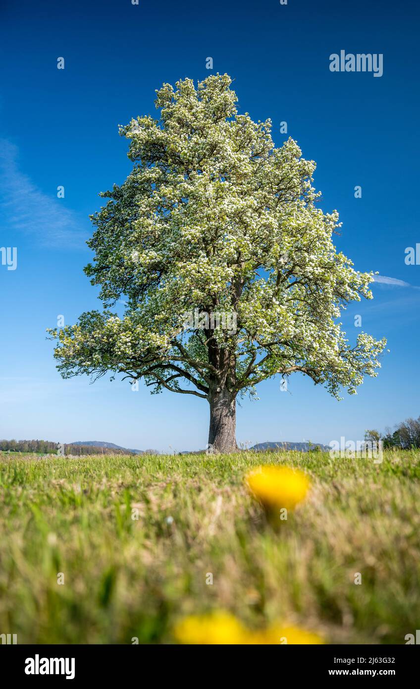giant pear tree in bloom during spring in Baselland Stock Photo - Alamy