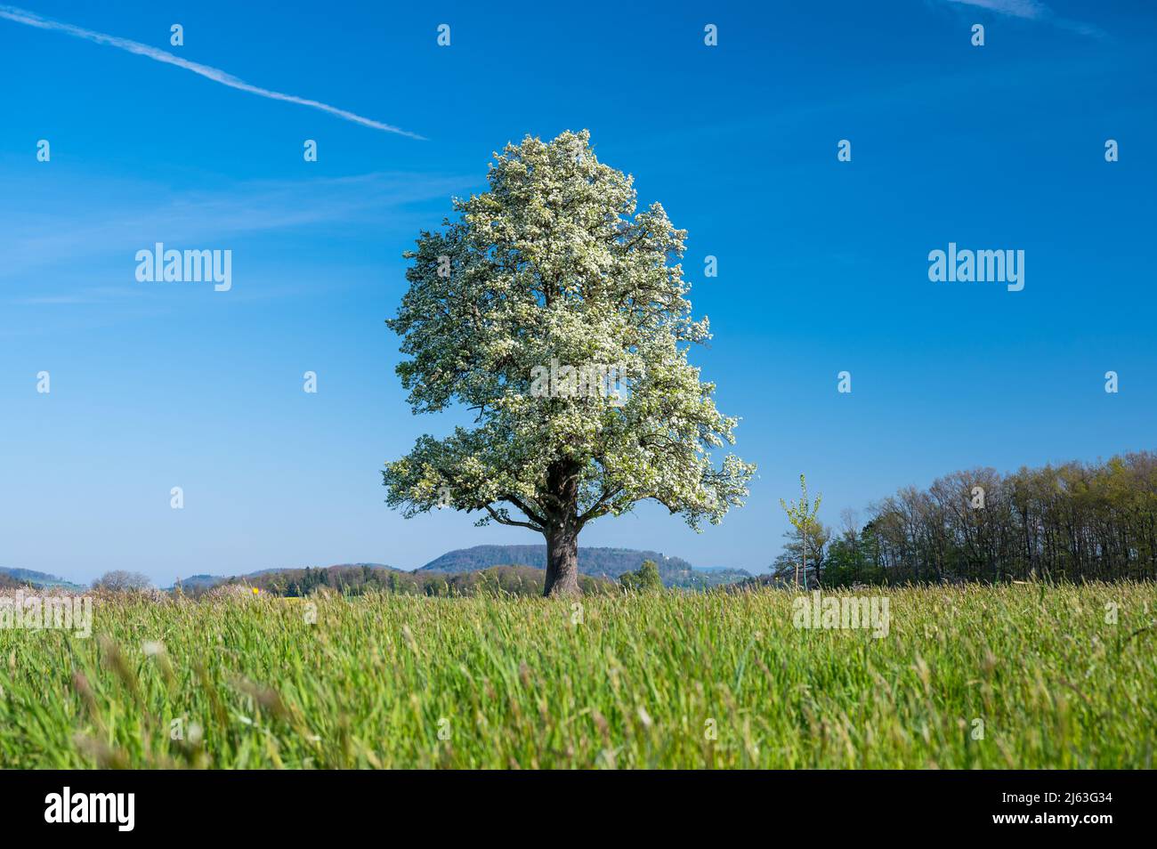 giant pear tree in bloom during spring in Baselland Stock Photo - Alamy