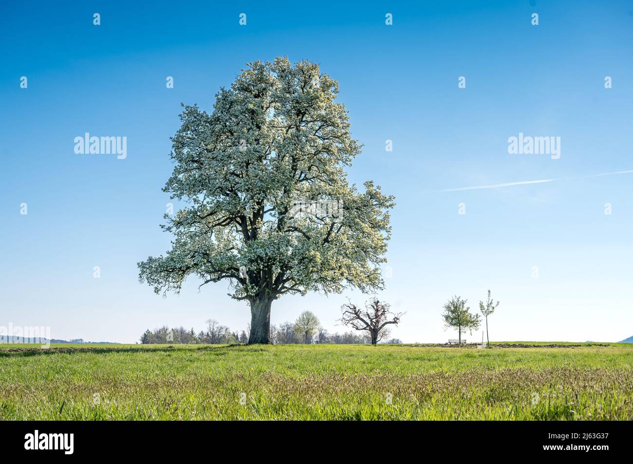 giant pear tree in bloom during spring in Baselland Stock Photo - Alamy