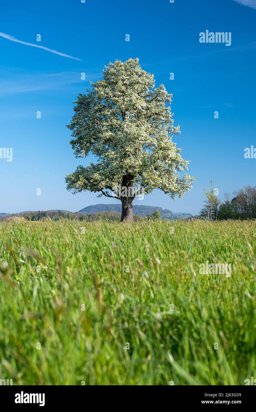 giant pear tree in bloom during spring in Baselland Stock Photo - Alamy