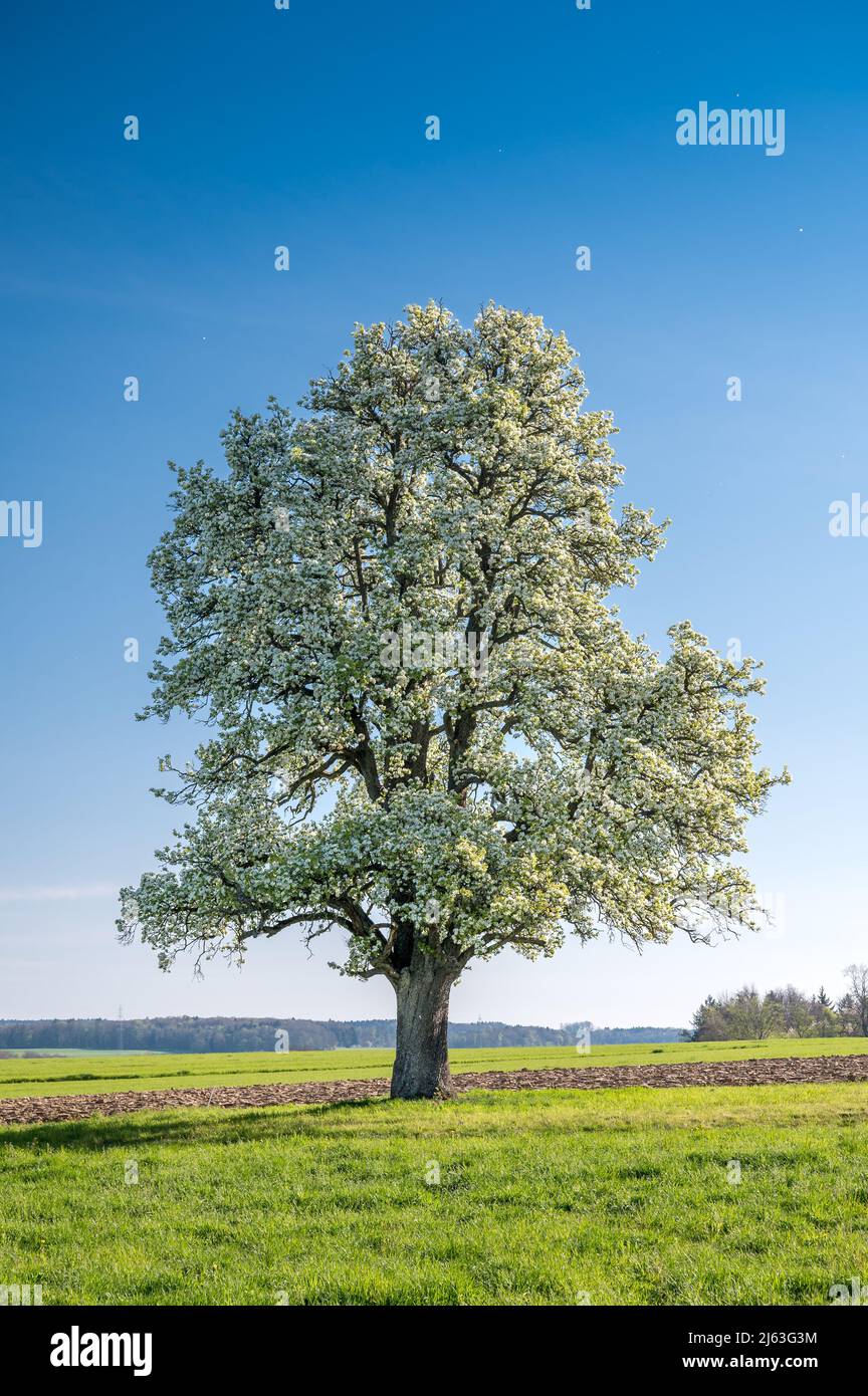 giant pear tree in bloom during spring in Baselland Stock Photo - Alamy
