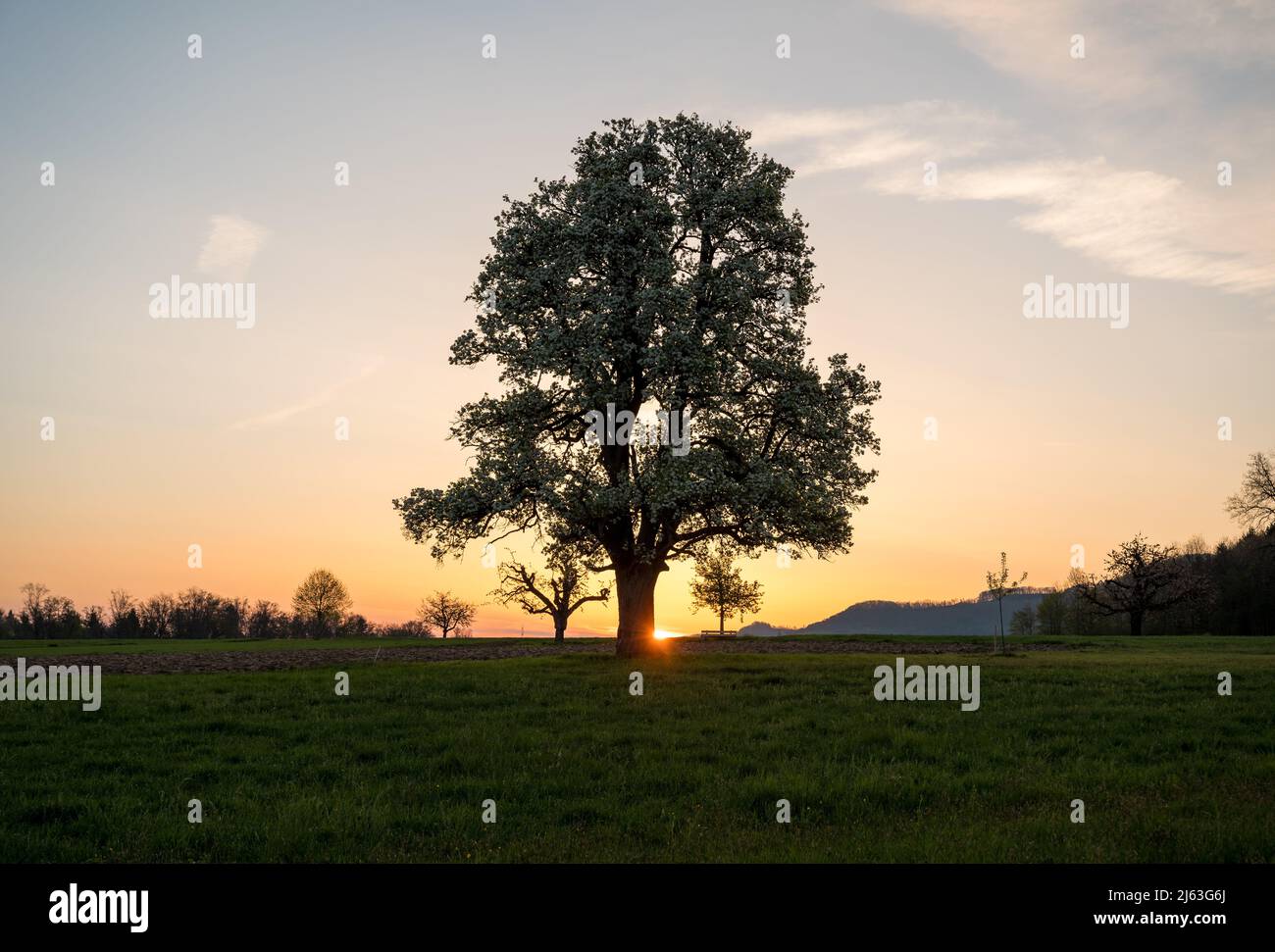 spring sunrise with a giant pear tree in bloom Stock Photo - Alamy