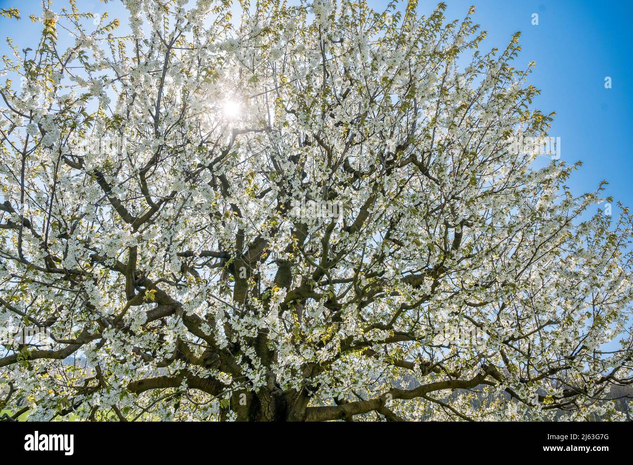 wonderful cherry tree in bloom in Baselland in spring Stock Photo - Alamy