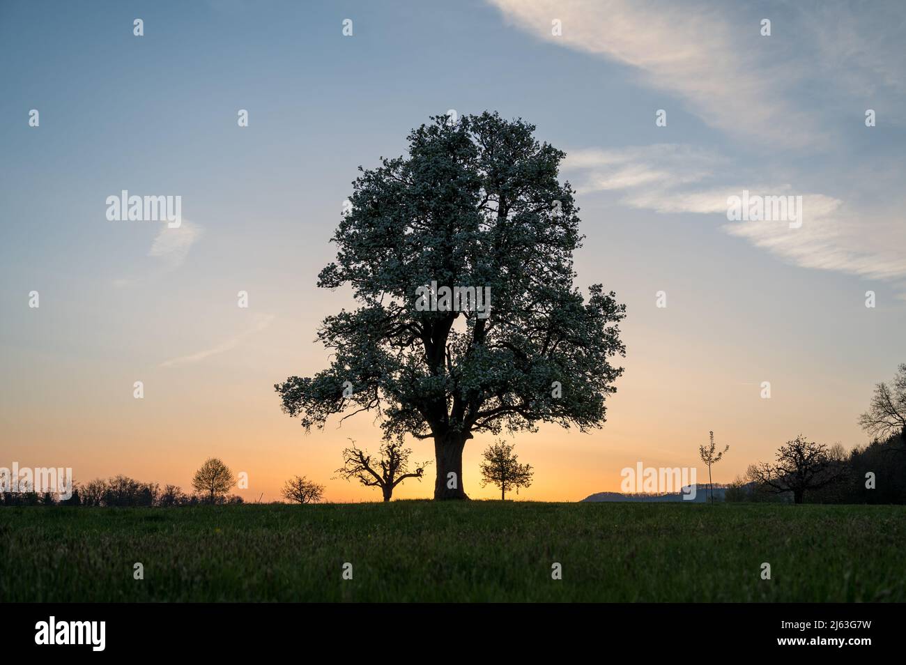 spring sunrise with a giant pear tree in bloom Stock Photo - Alamy