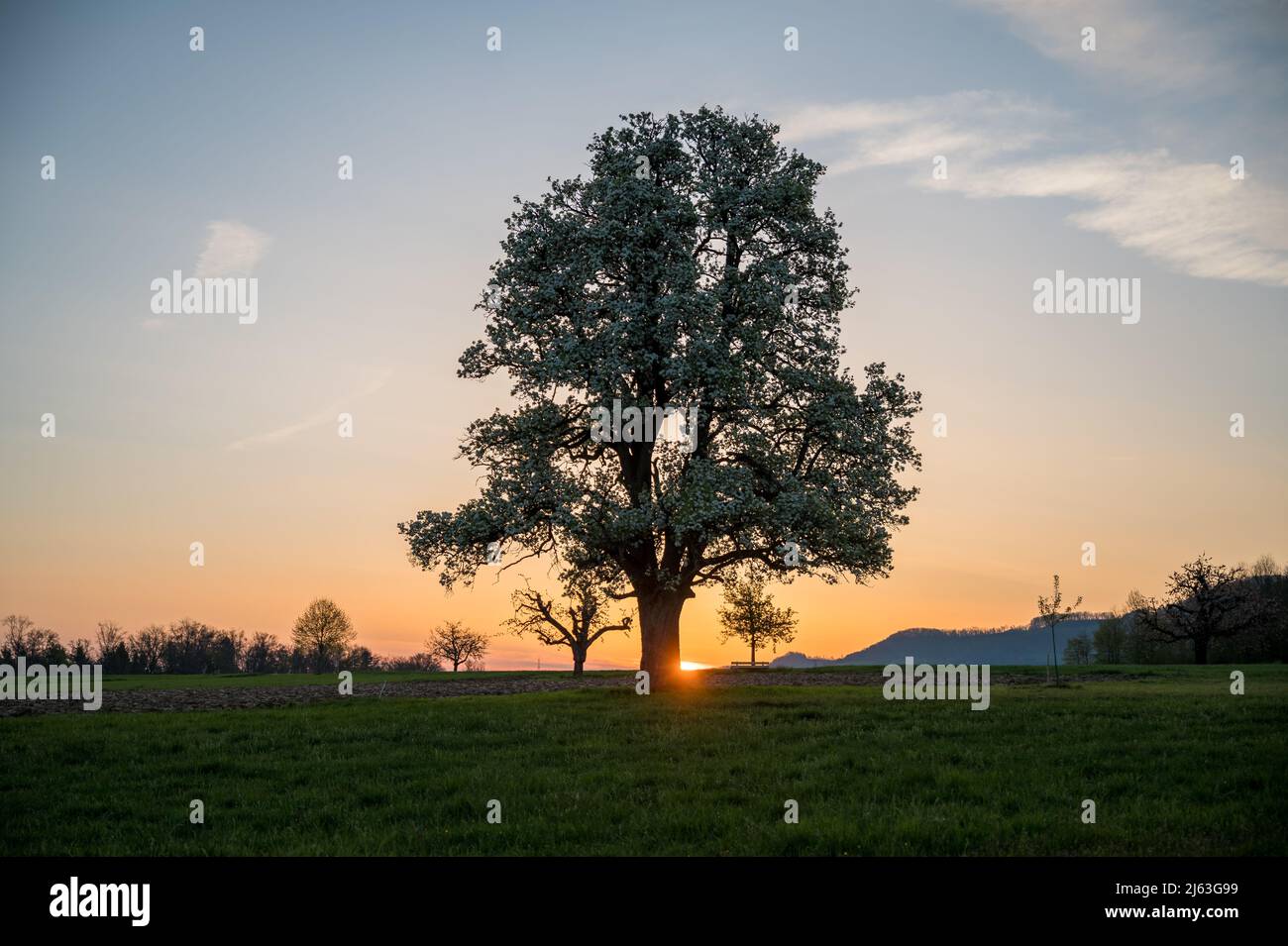 spring sunrise with a giant pear tree in bloom Stock Photo - Alamy