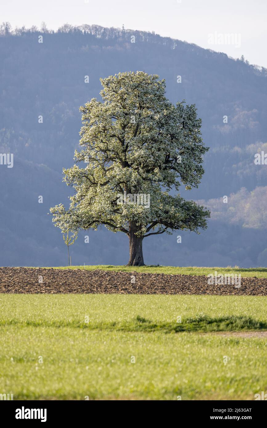 giant oldgrown pear tree in Baselland Stock Photo - Alamy