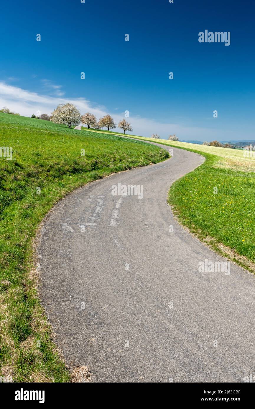 s-curve during cherry blossom in spring in Baselland Stock Photo - Alamy