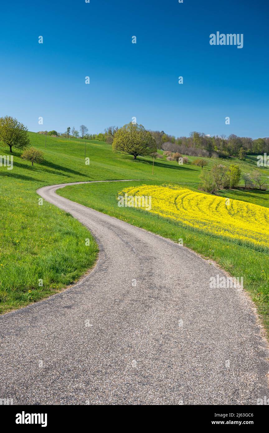 s-curve with giant oak tree in spring Stock Photo - Alamy
