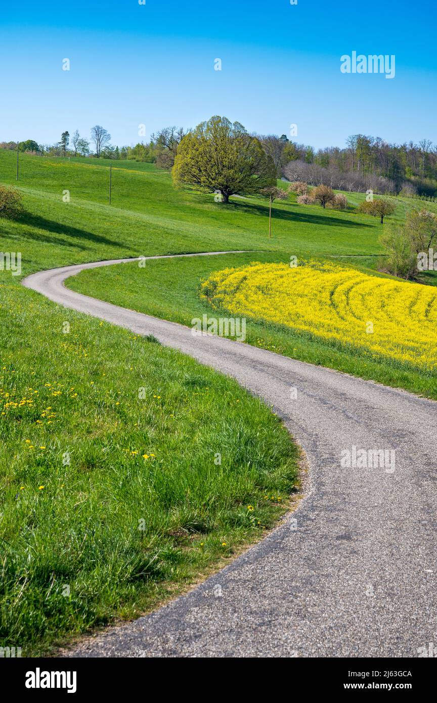 s-curve with giant oak tree in spring Stock Photo - Alamy