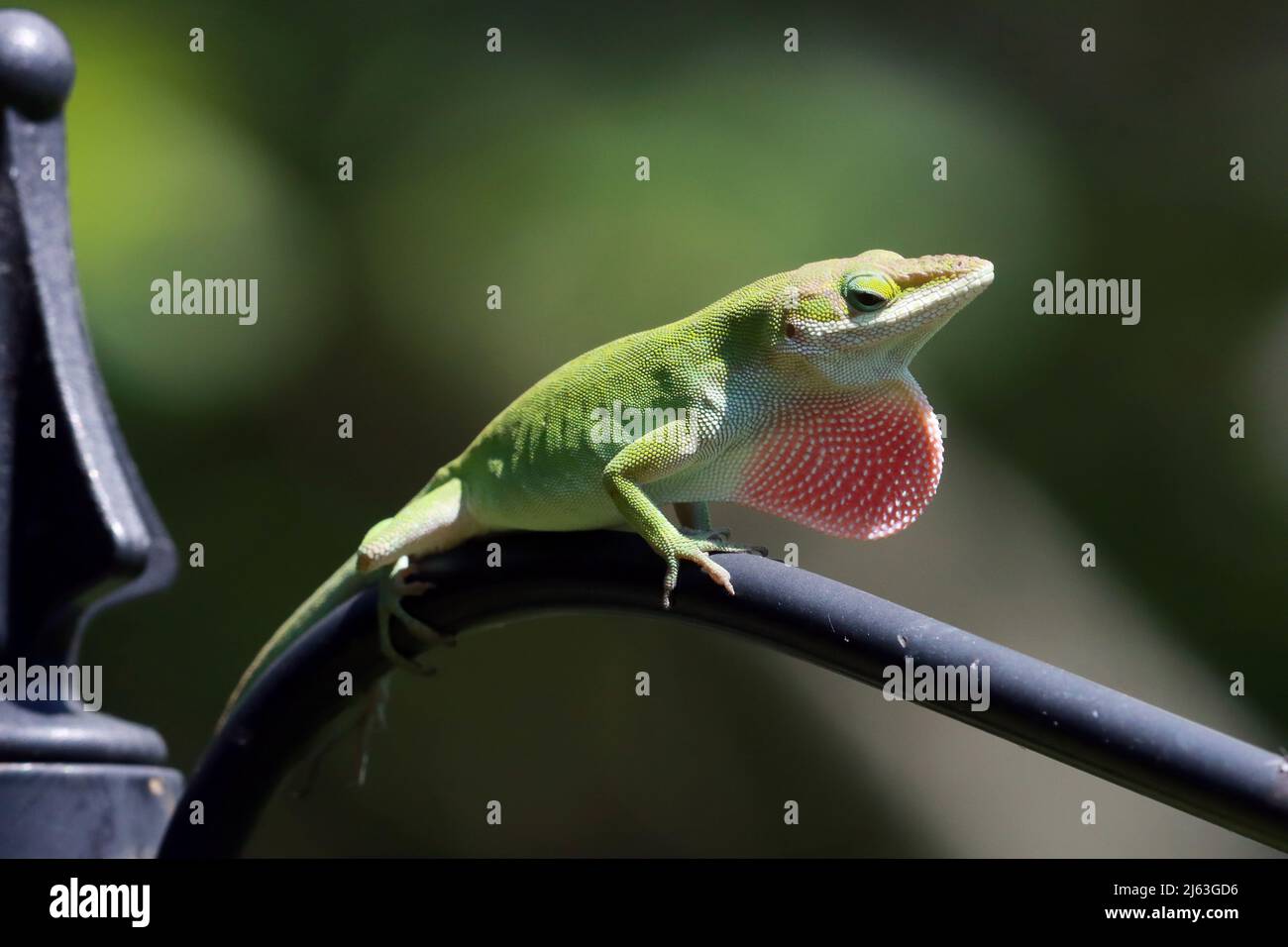 Cary, North Carolina, USA. 27th Apr, 2022. A male green anole lizard ...