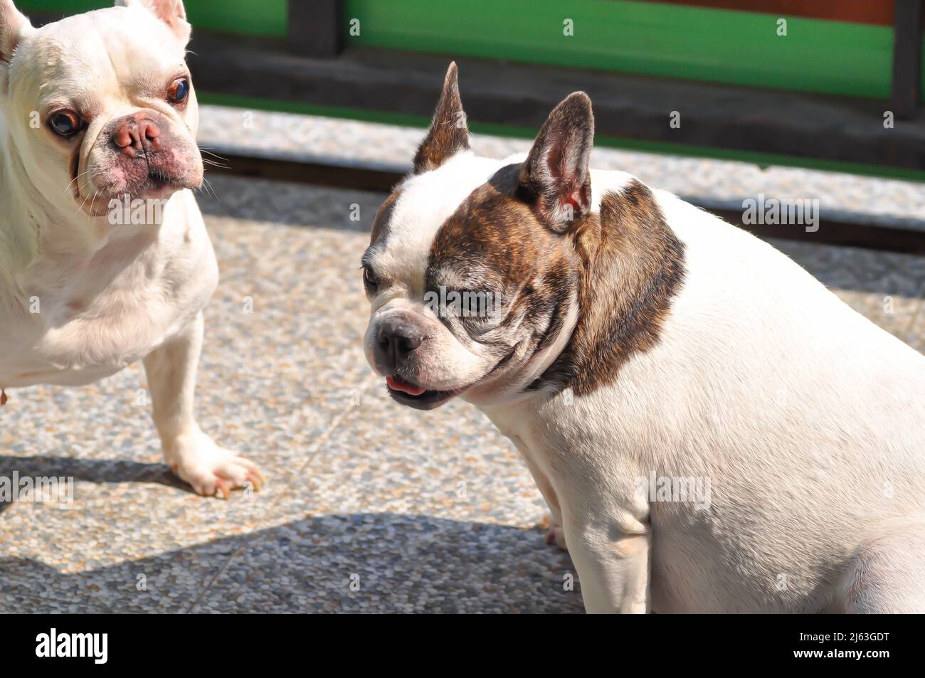 Moche dog hi-res stock photography and images - Alamy