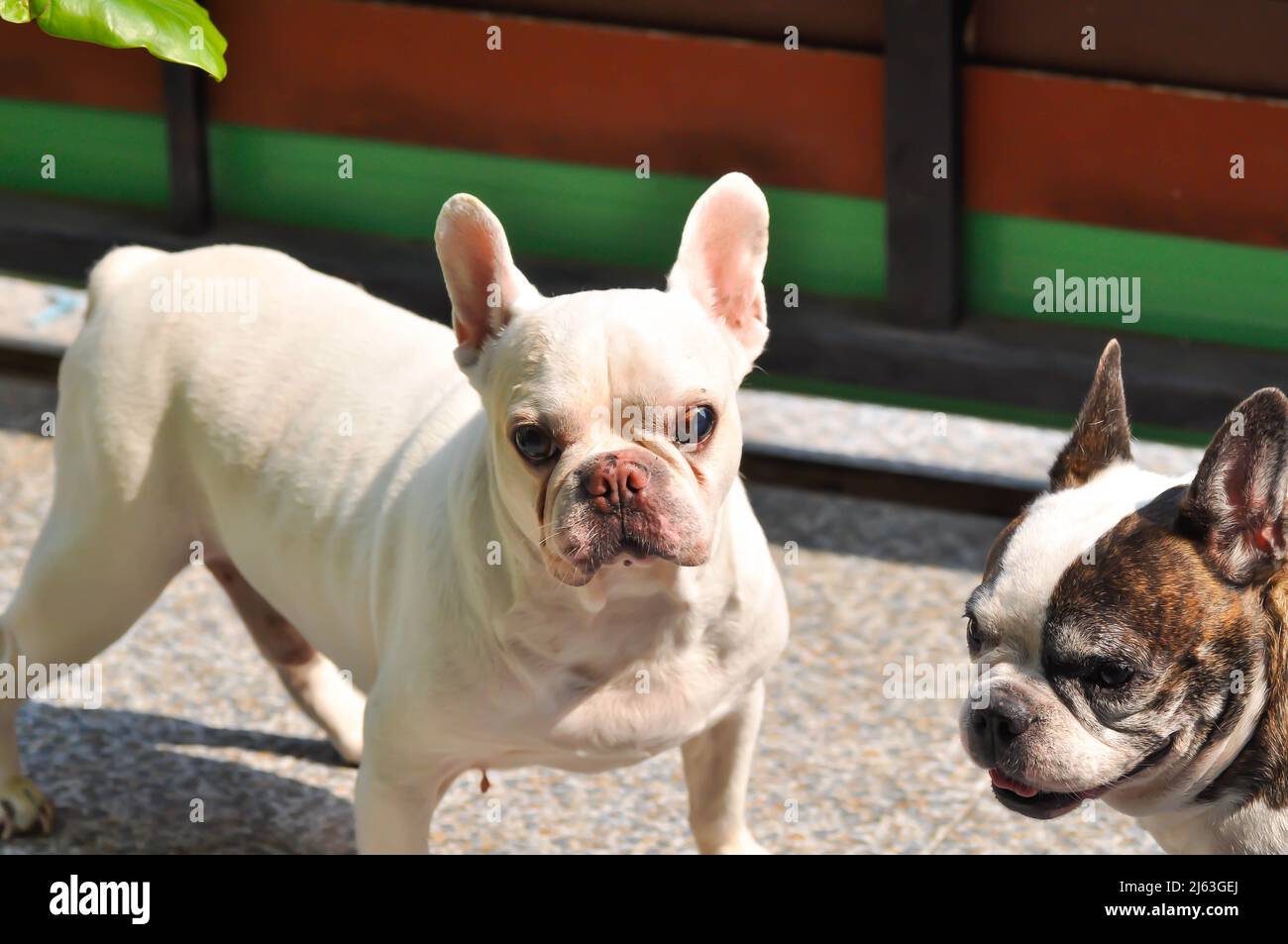 dog or french bulldog, two French bulldog Stock Photo - Alamy